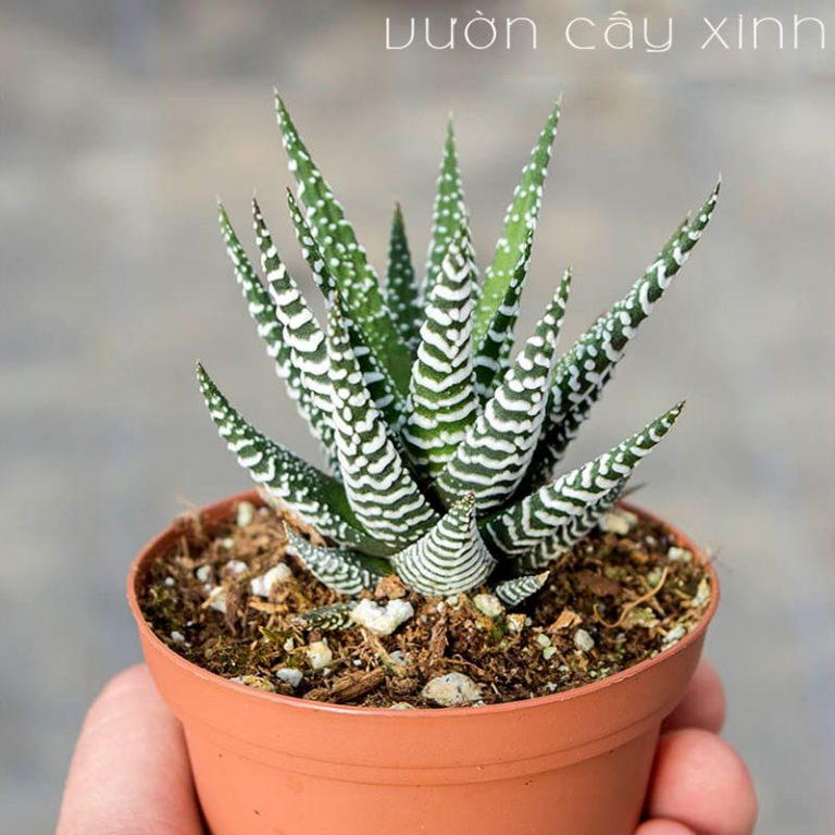 Sen Đá đẹp » Giá từ 19k - 29k - 59k | Vườn Cây Xinh