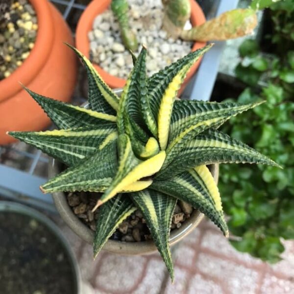 Cây móng rồng (Vuốt rồng) - Sen đá móng rồng | Vườn Cây Xinh